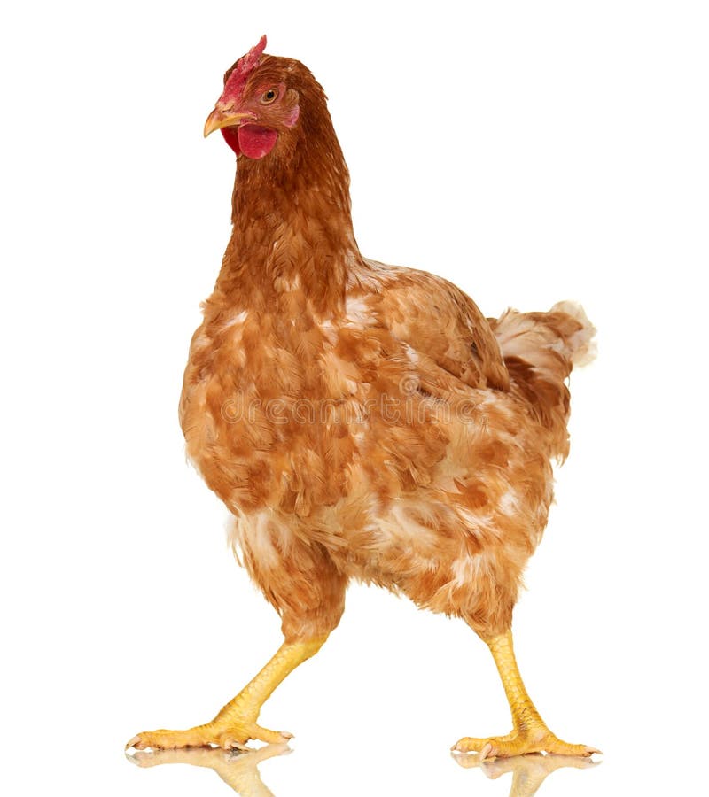 Full Body of Brown Chicken Hen Standing Isolated White Background Use ...