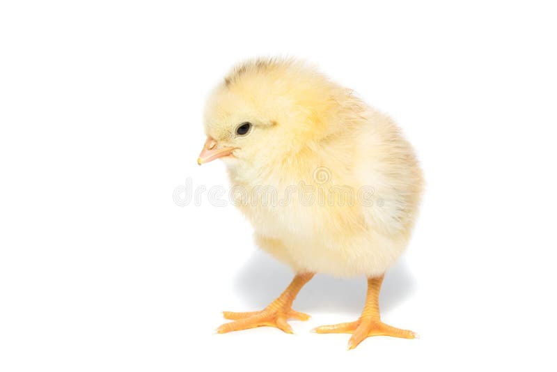 Chicken on White Background Stock Image - Image of cute, chick: 119984617