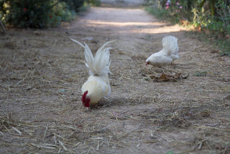 Chicken stock image. Image of color, colour, bird, domestic - 65265539