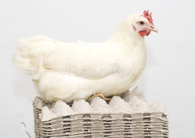 Chicken White Parent on the Empty Egg Pack Stock Photo - Image of beaks ...