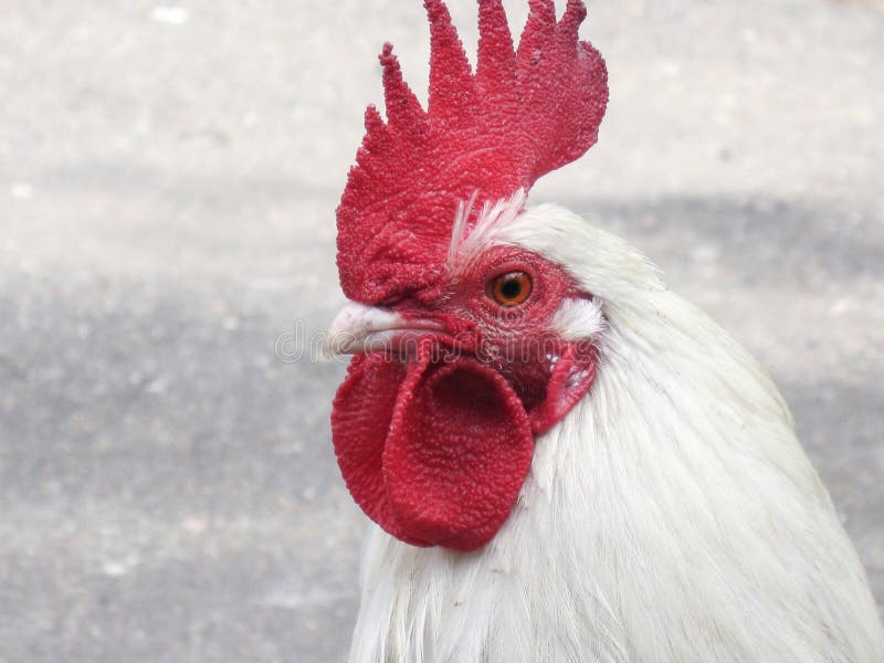 Chicken stock image. Image of phasianidae, rooster, chicken - 43438029