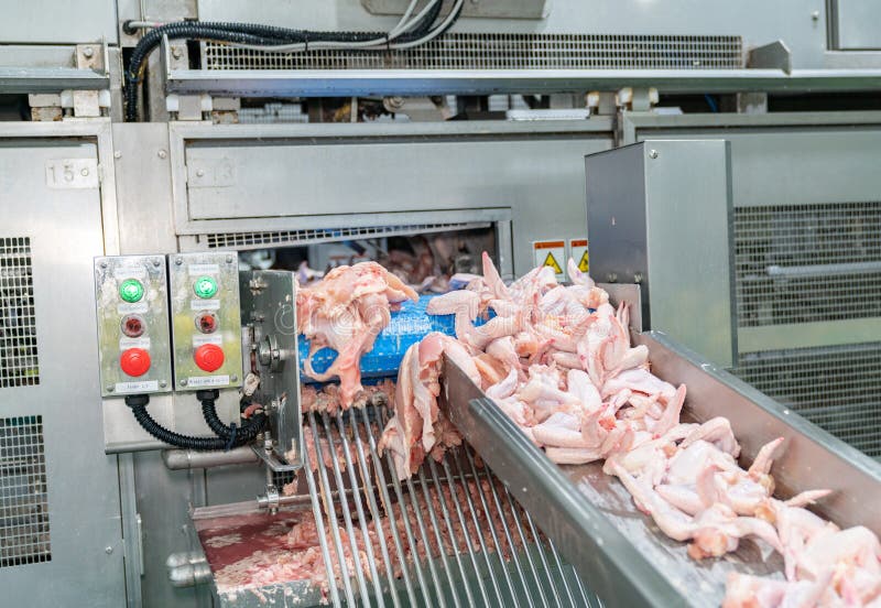 Chicken Wings Load Out from Automate Cutting Machine Meat Stock Image ...