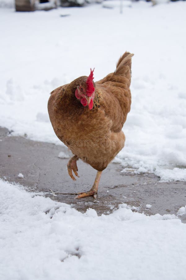 Chicken in winter stock photo. Image of livestock, beautiful - 57727586