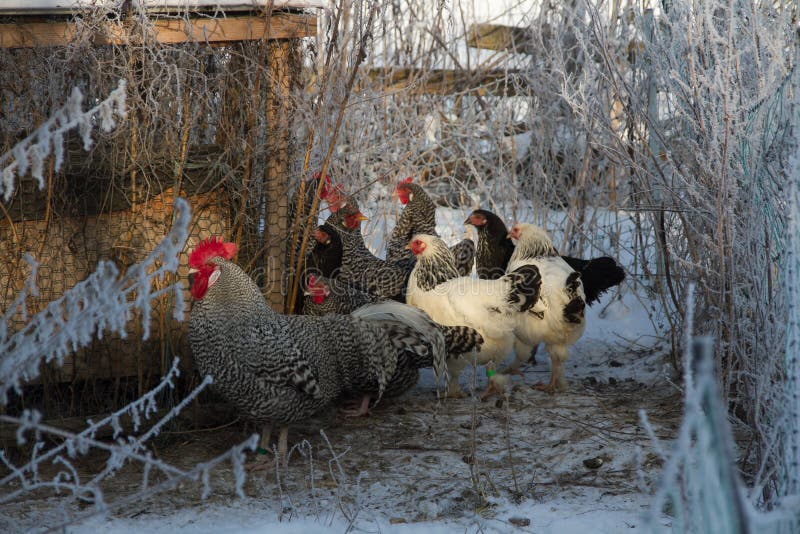 Chicken in winter stock image. Image of frozen, chicken - 98958997