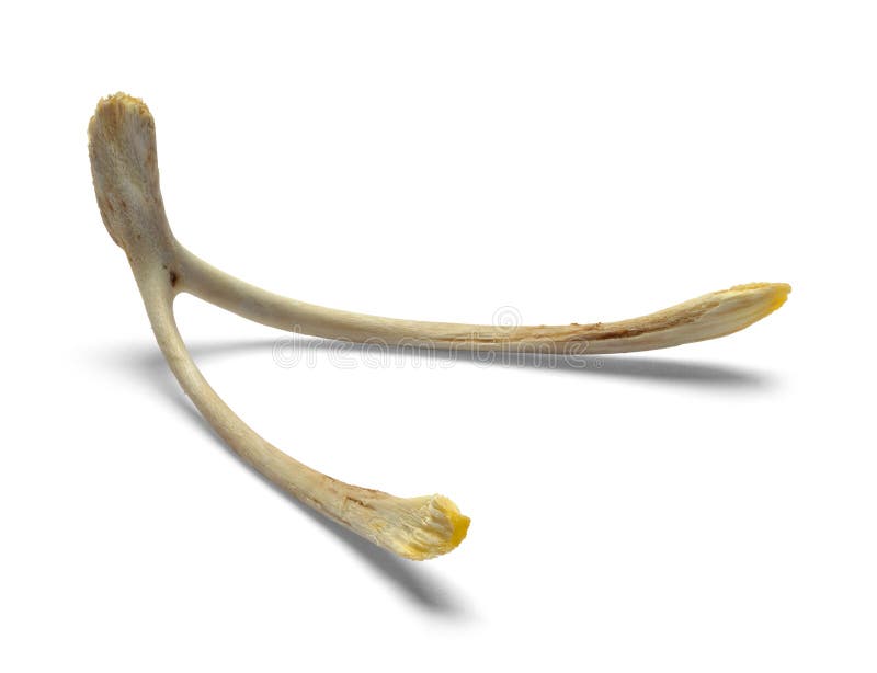 Wish bone stock photo. Image of dried, white, furcula - 8222432