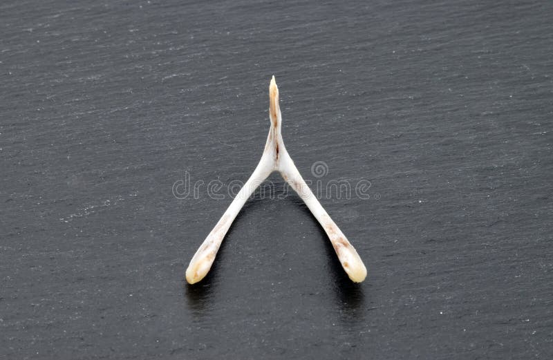Chicken Wishbone To Make Wishes on Dark Background Stock Photo - Image ...