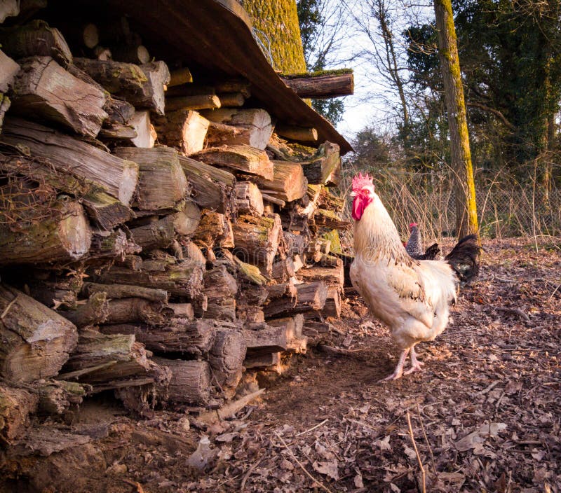 Chicken and wood stock image. Image of nature, quail - 193311237