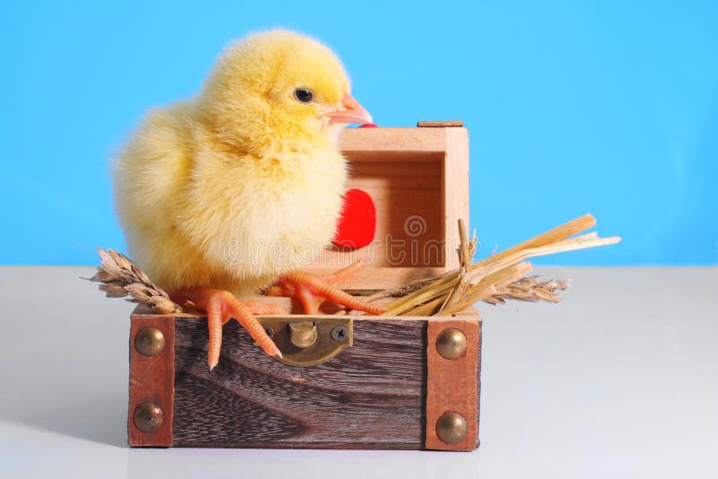 Chicken in the Wooden Gift Box Stock Photo - Image of yellow, gift ...