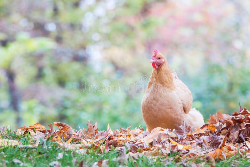 Chicken with Woods and Autumn Leaves Stock Image - Image of leaves ...