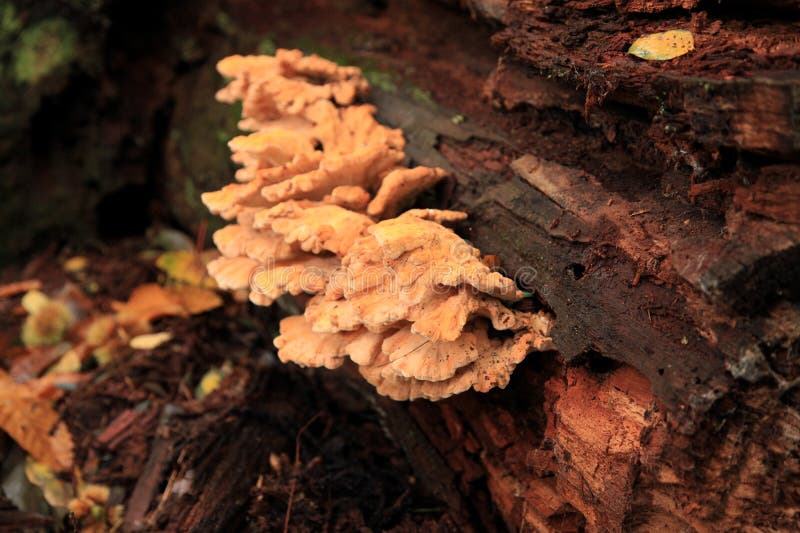 Chicken-of-the-woods - Laetiporus Sulphureus Stock Image - Image of ...