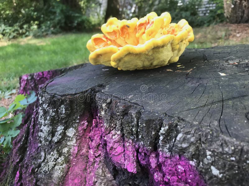 Chicken of the Woods Laetiporus Sulphureus on a Tree Trunk Stock Image ...