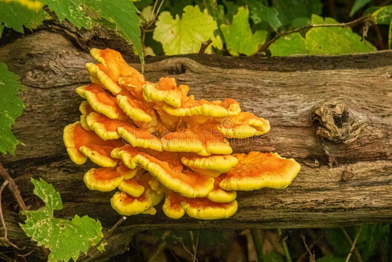 Chicken of the Woods on Log Stock Photo - Image of orange, sulphur ...