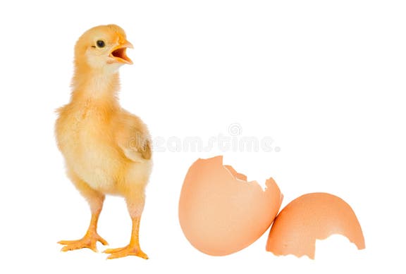 1,087 Bird Broken Wing Stock Photos - Free & Royalty-Free Stock Photos ...