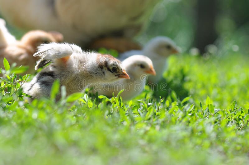 129 Baby Chicken Running Stock Photos - Free & Royalty-Free Stock ...