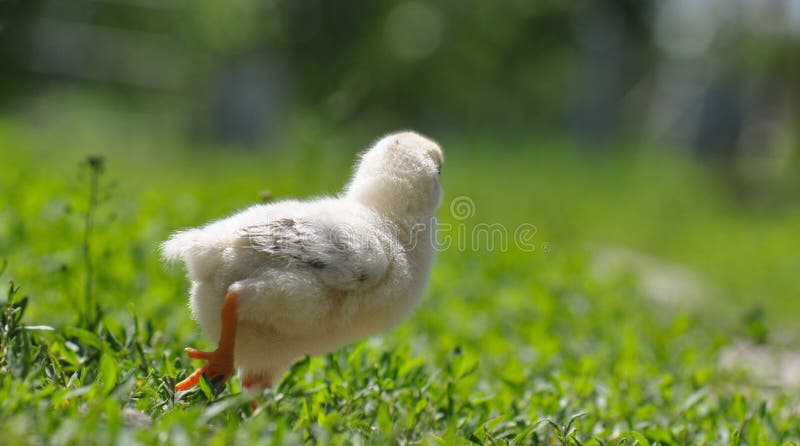 119 Baby Chicken Running Photos - Free & Royalty-Free Stock Photos from ...