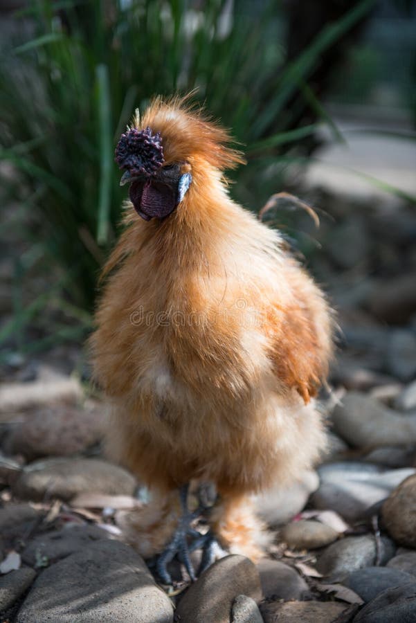 Chicken in Zoo. stock photo. Image of female, fowl, live - 39533716