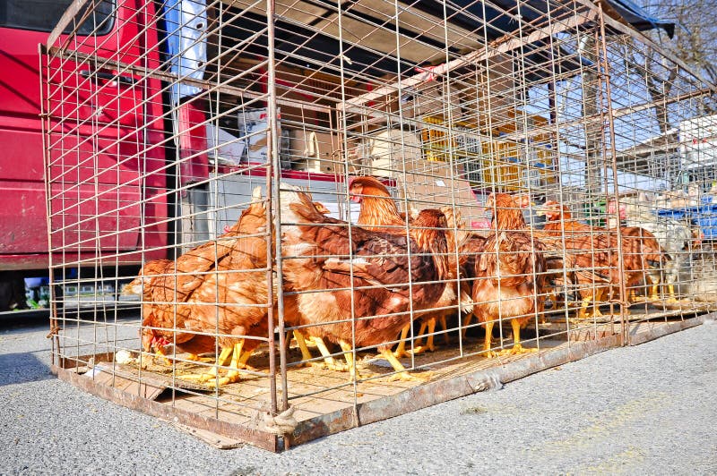 Chickens stock photo. Image of chicken, local, coop, eggs - 13875298