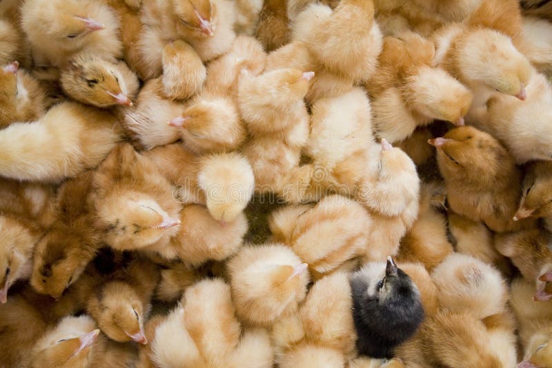 Chickens stock photo. Image of chicken, fluffy, crowded - 21595276