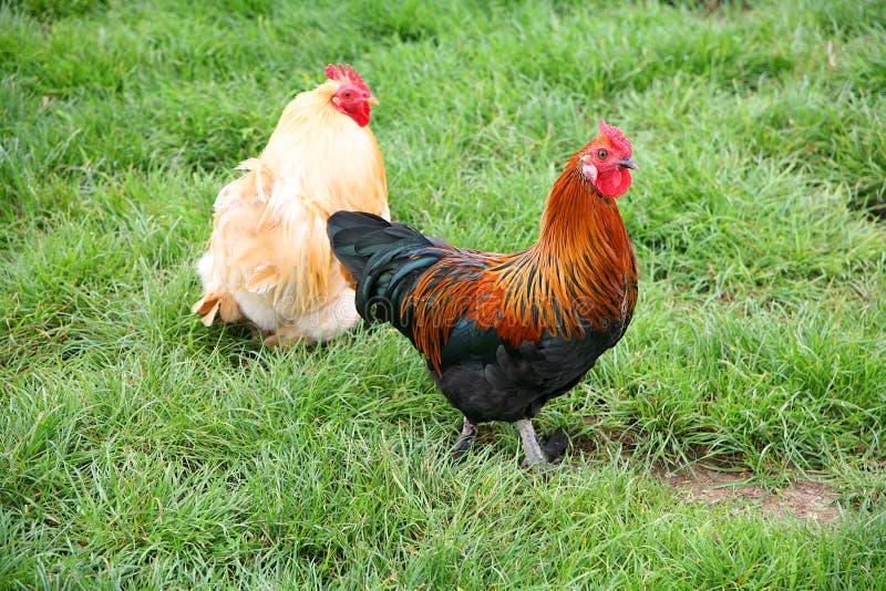 Rooster stock image. Image of magnificant, plummage, cockerel - 140427