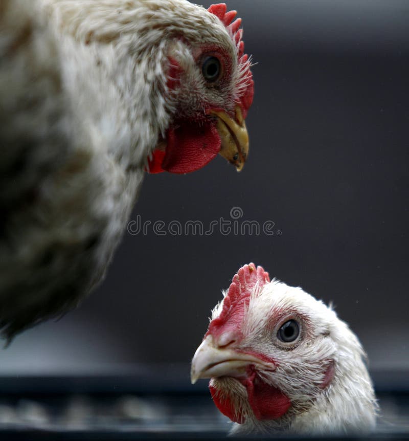 15+ Live chickens Free Stock Photos - StockFreeImages