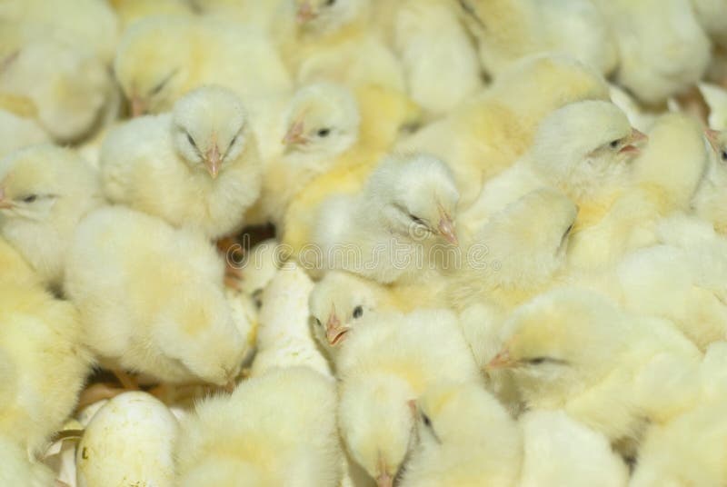 Poultry rearing farm stock image. Image of chicken, farm - 16757321