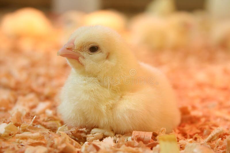 Chickens stock photo. Image of chickens, yellow, broilers - 4953928