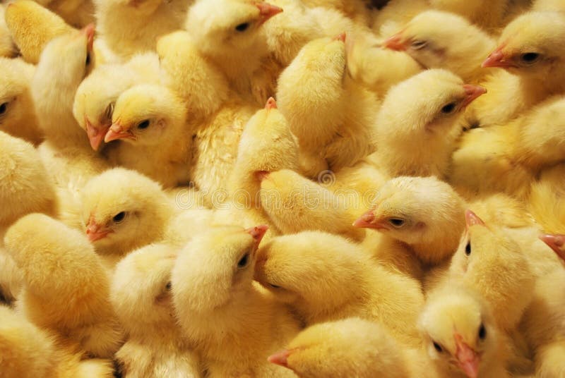 Baby chicken just born stock photo. Image of adorable - 15164872