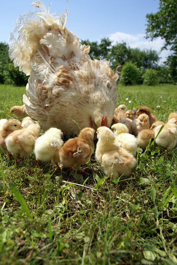 Chicken with chicks stock image. Image of chickens, path - 25952717
