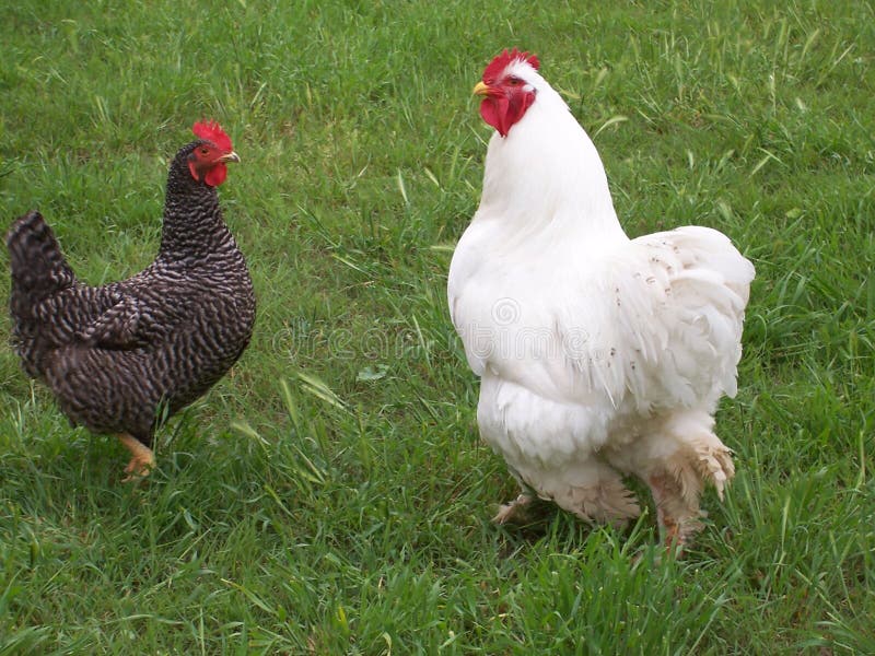 Chickens stock photo. Image of female, rooster, animal, bird - 3220