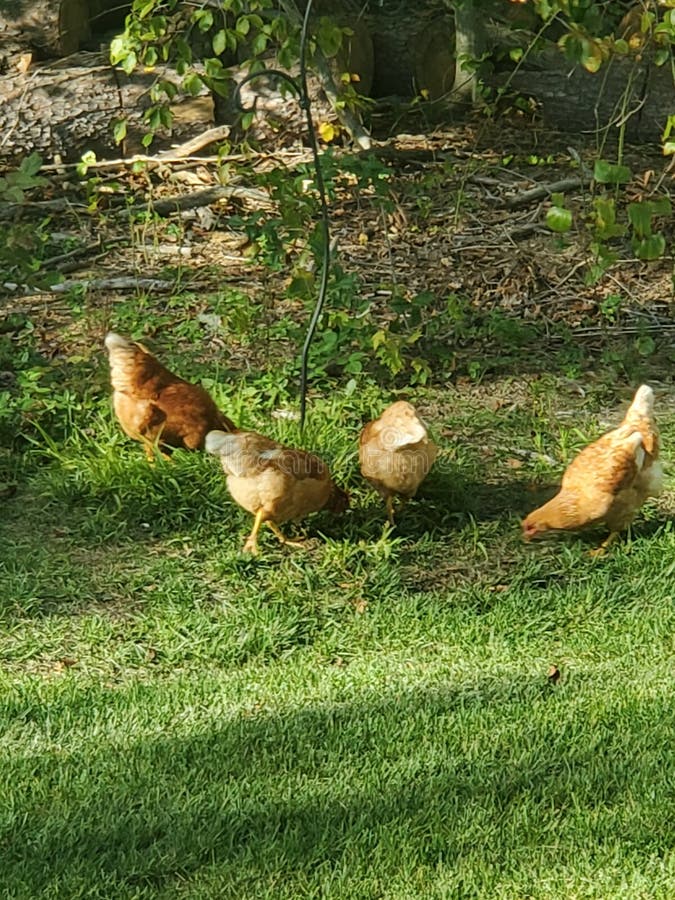 Chickens in the yard cluck stock image. Image of poultry - 197375385
