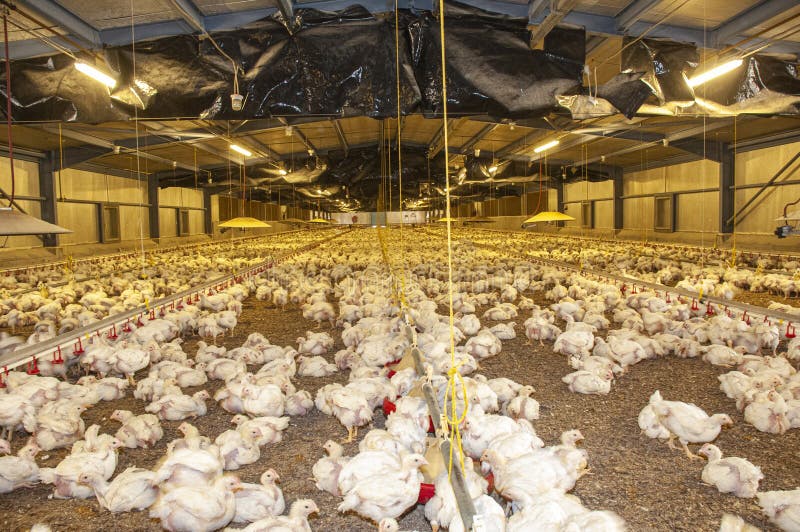 Chickens at a Barn in a Poultry Farm Stock Image - Image of domestic ...