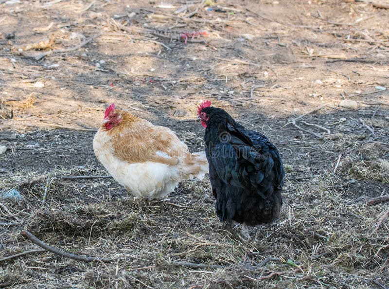 Chickens in the Barnyard. Poultry Farm. Chickens Walk in the Farm ...