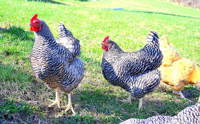 Poultry Fowls in the Barnyard Stock Photo - Image of barred, barnyard ...