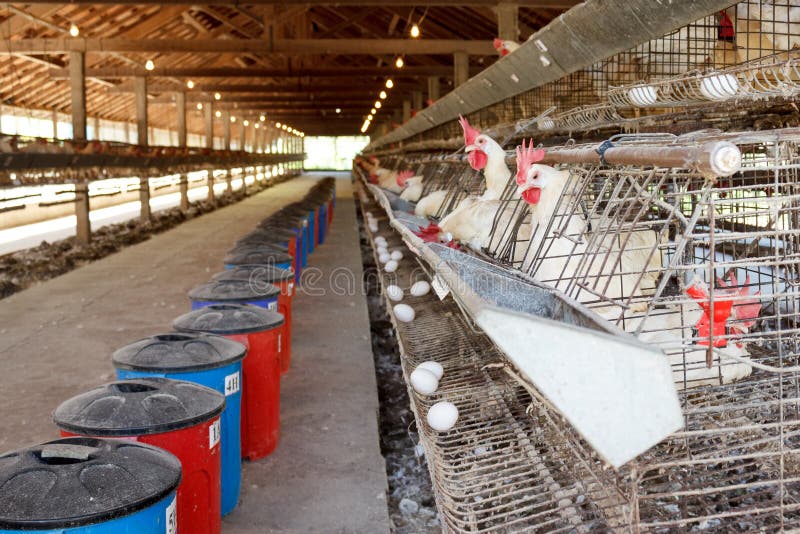 Chickens in battery cages stock image. Image of alive - 59556687