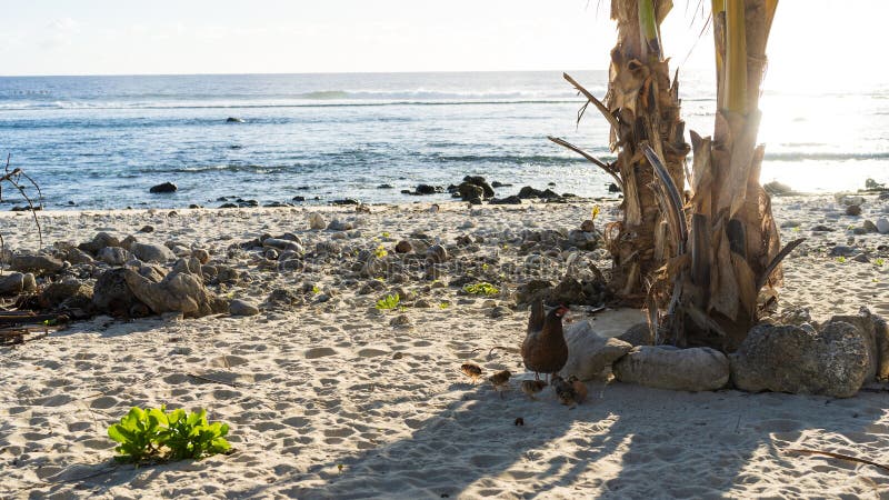 Chickens on a Beach in Rarotonga, Cook Islands Stock Image - Image of ...