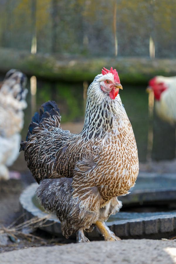 Chickens stock photo. Image of nature, village, organic - 53222970