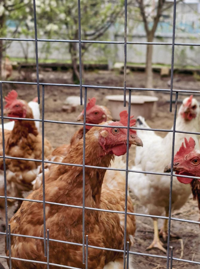 Chickens Behind Bars in Aviary Stock Photo - Image of poultry ...