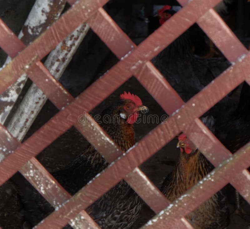 Chickens behind a net stock image. Image of number, floor - 270579081