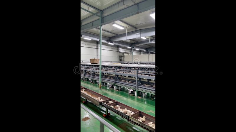 Chickens Being Processed Inside a Poultry Factory Stock Footage - Video ...
