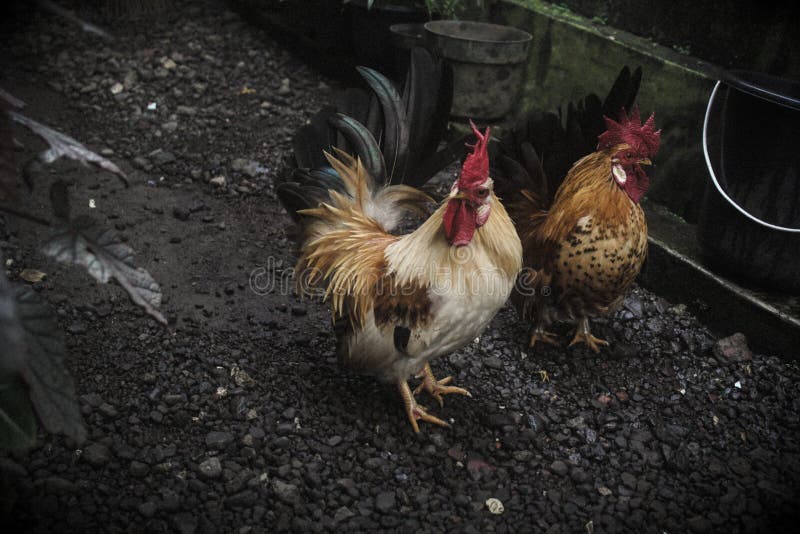 Chickens stock photo. Image of chicken, peafowl, quail - 241907442