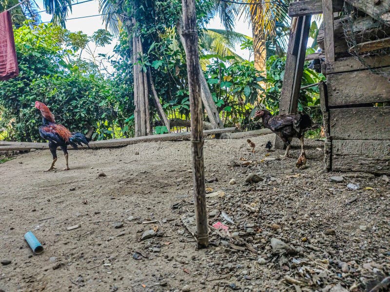 Chickens, Black Chickens, Free-range Chickens, Mother Hens, Chicks ...