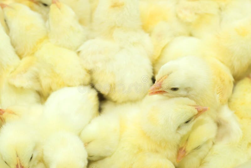 Chickens in the boxes stock photo. Image of care, parent - 4488926