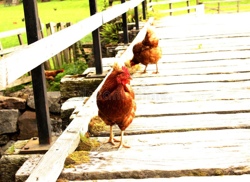 Chickens on a Bridge stock image. Image of agriculture - 42225325
