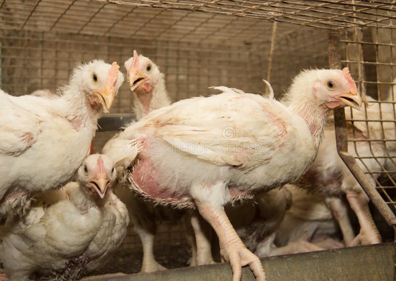 Chickens Broilers in a Cage in a Poultry Farm Stock Image - Image of ...