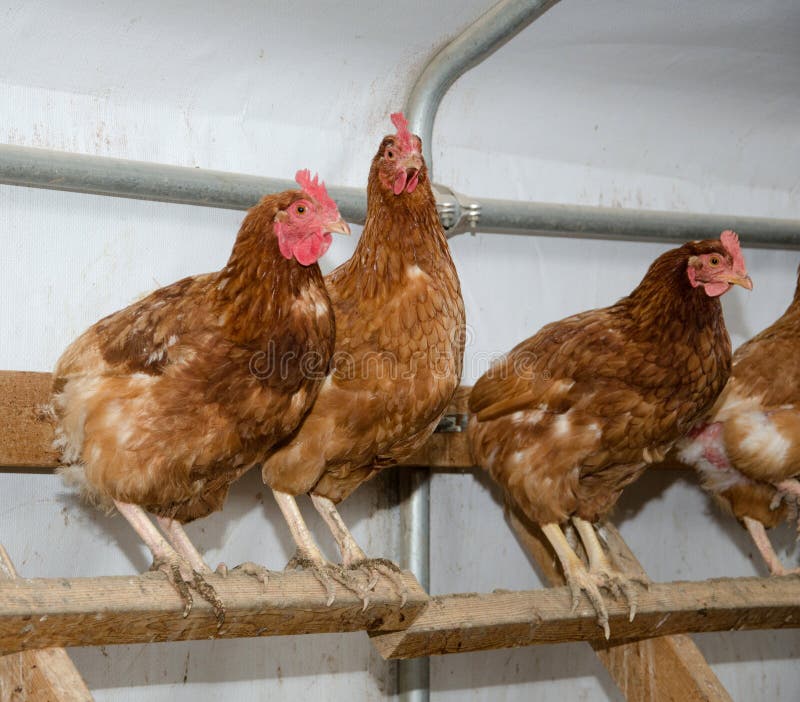 Chickens in a Brooder House Stock Photo - Image of agriculture, organic ...