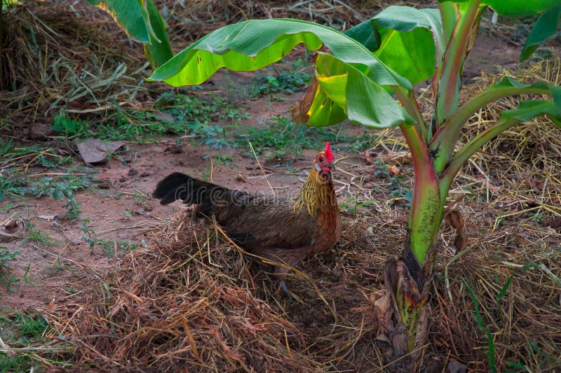 Chickens are Browsing for Food. Stock Image - Image of animal, person ...