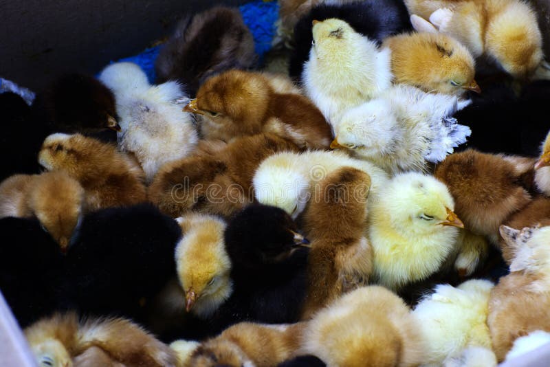 Chickens in a Cardboard Box. Stock Image - Image of horizontal ...