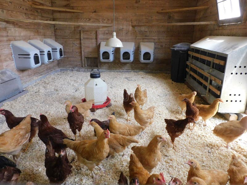 Chickens in chicken coop stock photo. Image of coop - 320084068