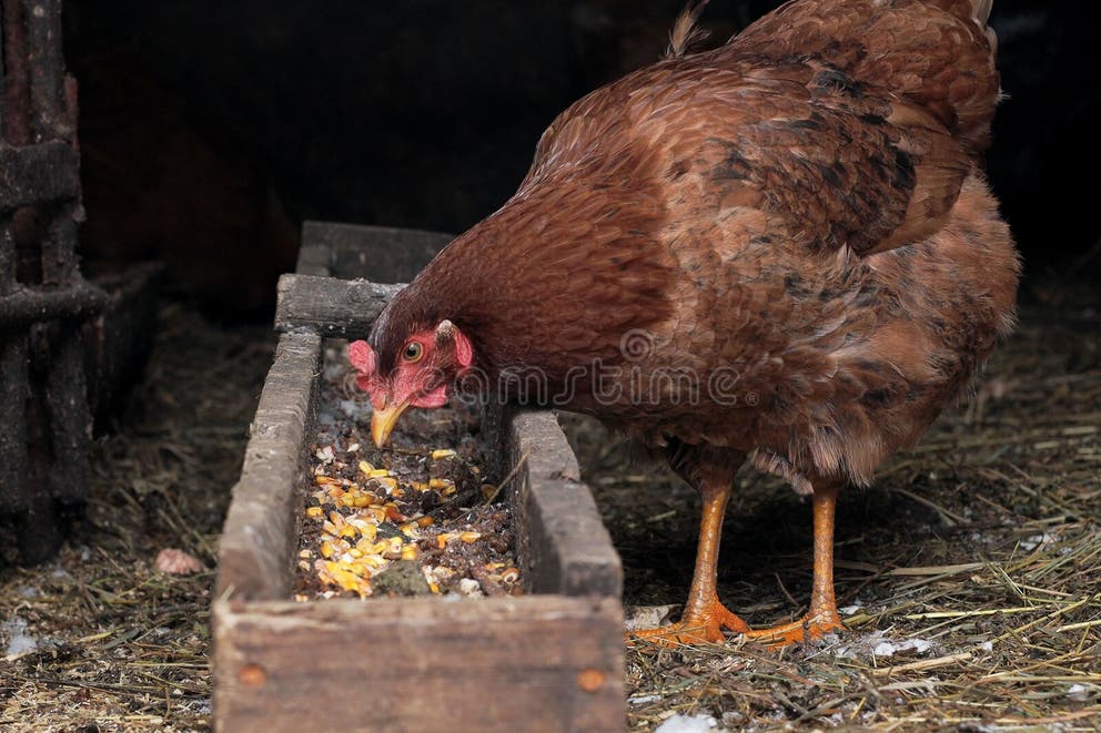 Chickens in a Chicken Coop Eating Cracked Corn with the Chicken Feeder ...