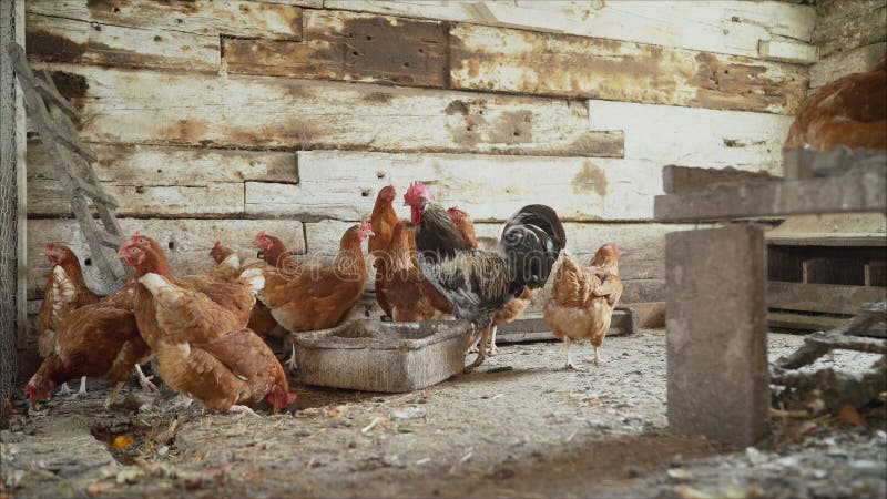 Chicken Coop. Chickens in a Chicken Coop on a Farm Stock Photo - Image ...